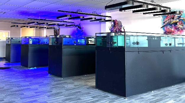 Commercial Frag Coral Display Table – DAS