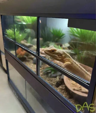 Reptile Racks – DAS