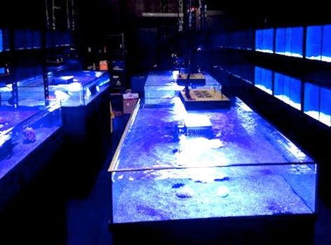 Commercial Frag Coral Display Table – DAS