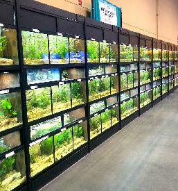 Commercial Retail Pet Display Racks and Dog or Cat Adoption Kennels – DAS